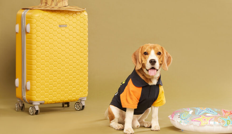 Pet Fashion Dos And Don'ts: Expert Tips For Dressing Your Dog - Sky ...